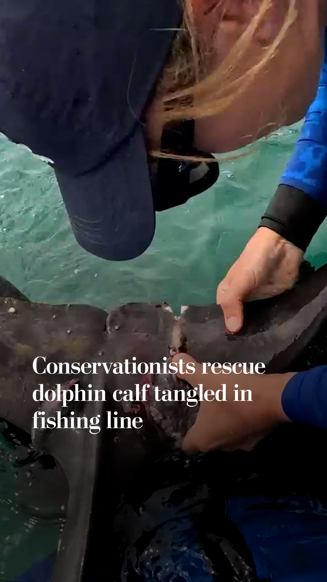 Conservationists rescue dolphin calf tangled in fishing line