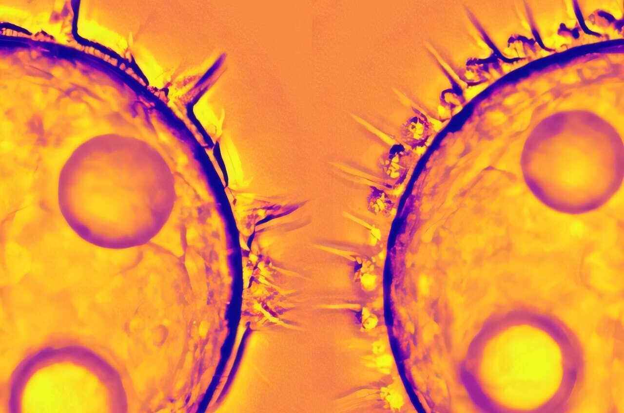 High-speed imaging reveals how cilia enable marine creatures to swim