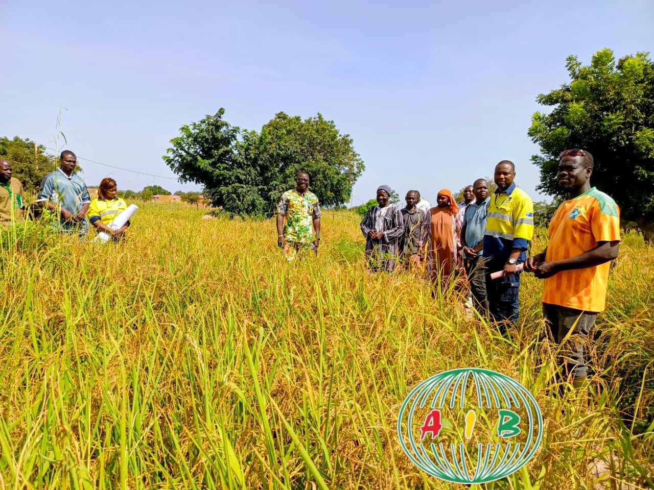 Boudry : 120 tonnes de riz attendues dans les rizières soutenues par SOMISA