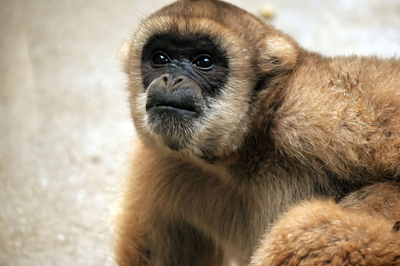 Largest primate in Americas could lose up to 61% of its climatically ...
