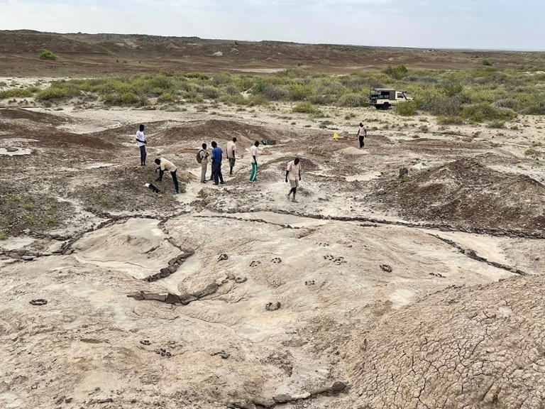 New Fossil Of Ancient Human Relative Shows 'Surprising' Dexterity ...
