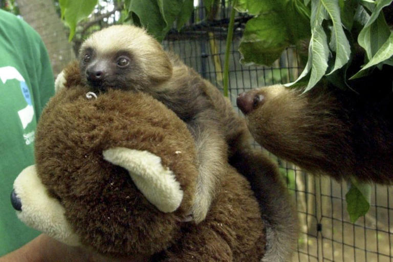 Meet Patience, a two-toed sloth, at Dayton’s Boonshoft Museum soon