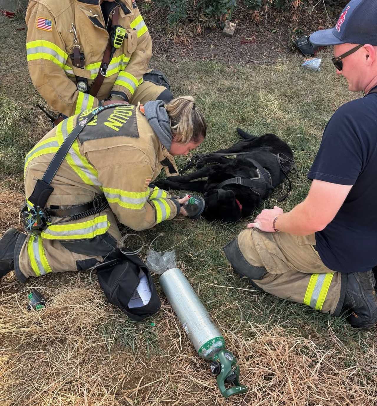 Hot Dog! Virginia Firefighters Revive 'Lethargic' Pup After Crash With ...