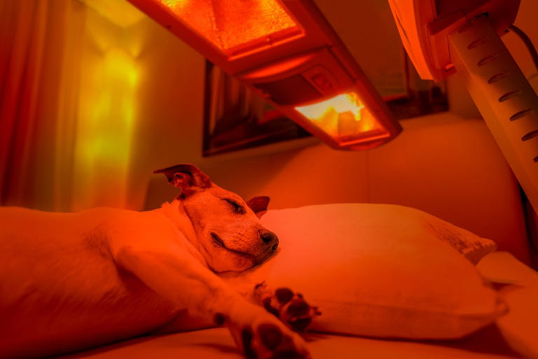 Is Red Light Therapy Safe for My Dog? A Vet Explains