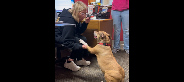 Pup rescued from animal attack and 4 other bittersweet shelter stories