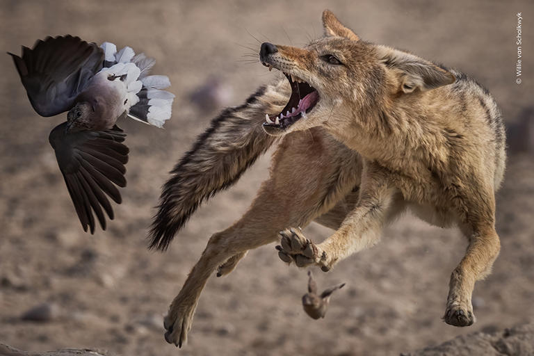 Ghostly Shot of World's Rarest Hyena Wins Wildlife Photographer of the ...