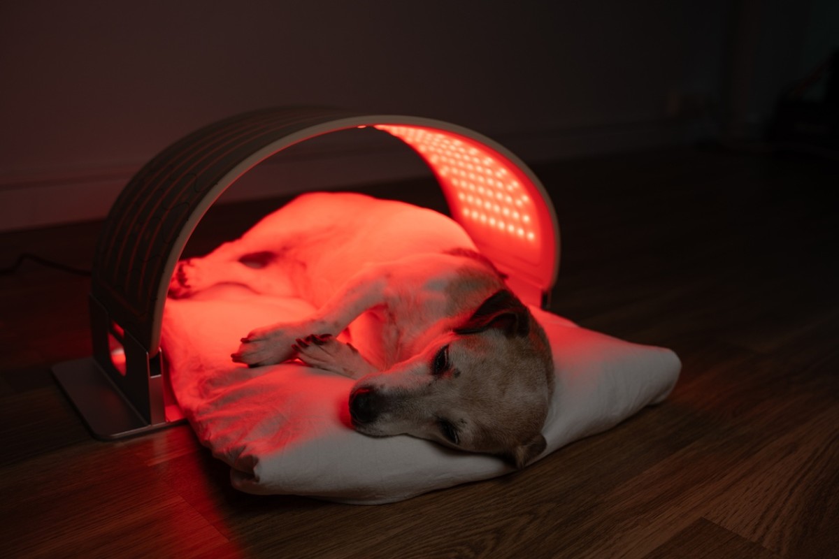 Is Red Light Therapy Safe for My Dog? A Vet Explains