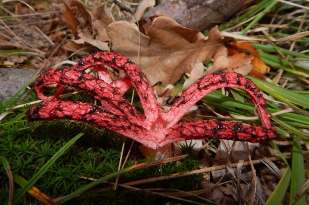 'Smelly and strange' fungus rarely seen in UK pictured sprouting