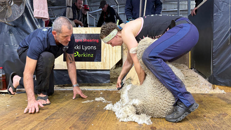 Female shearer sets world record by shearing 500 merino lambs in one day
