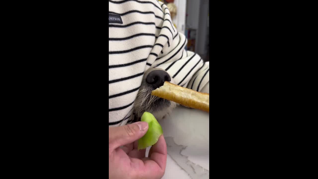 Clever dog refuses to eat vegetables in Australia