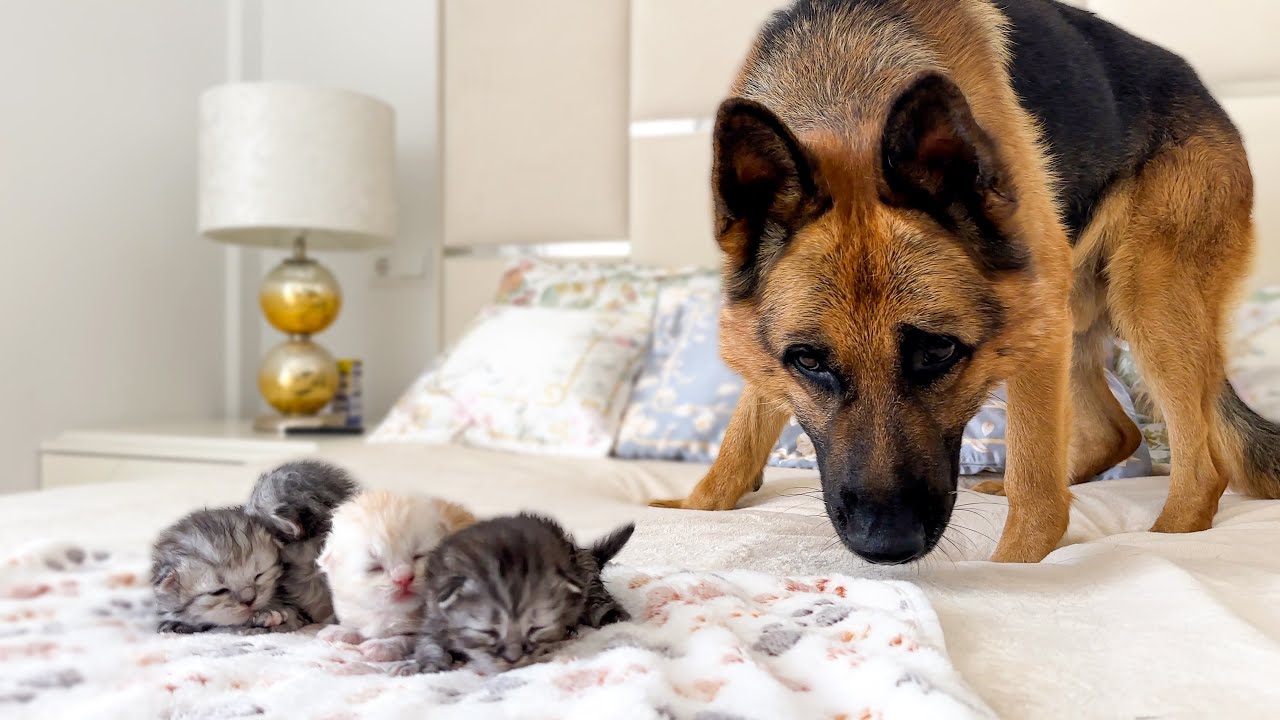 German Shepherd Meets Tiny Newborn Kittens