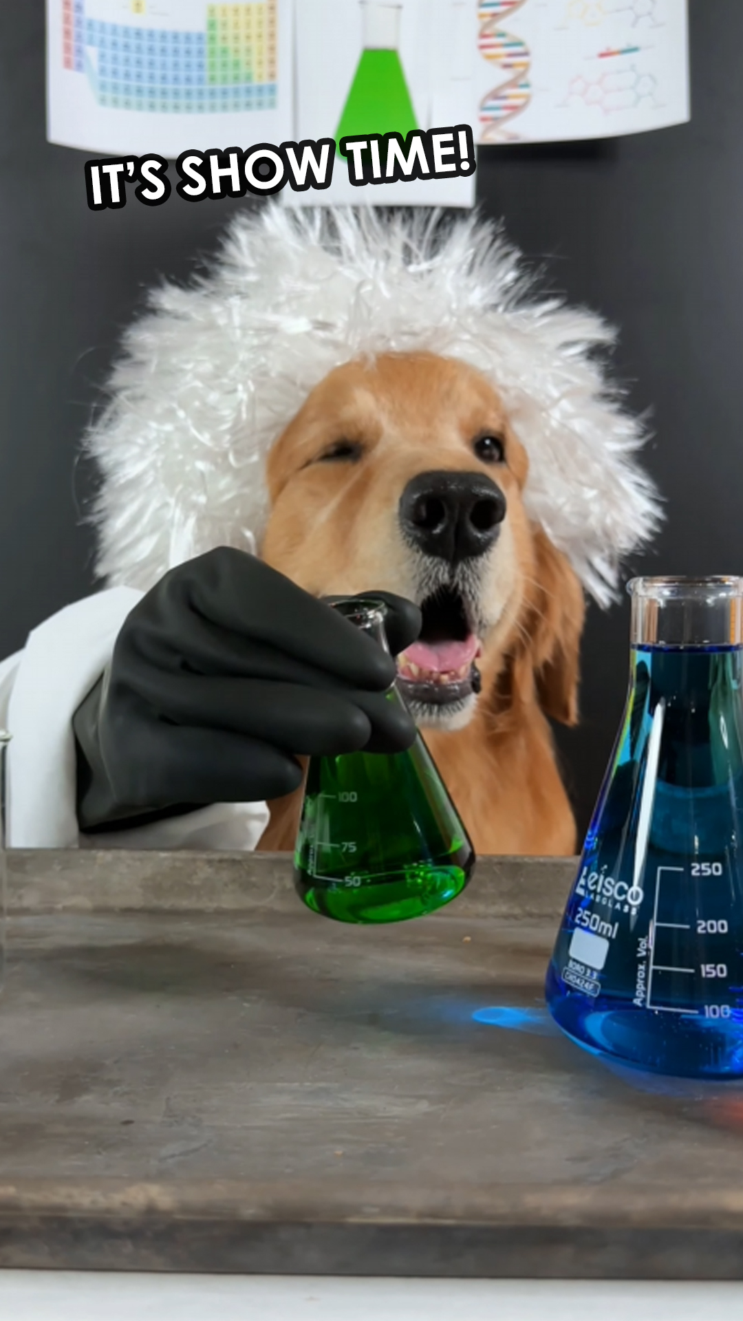 The Dog Scientist’s Secret Experiment