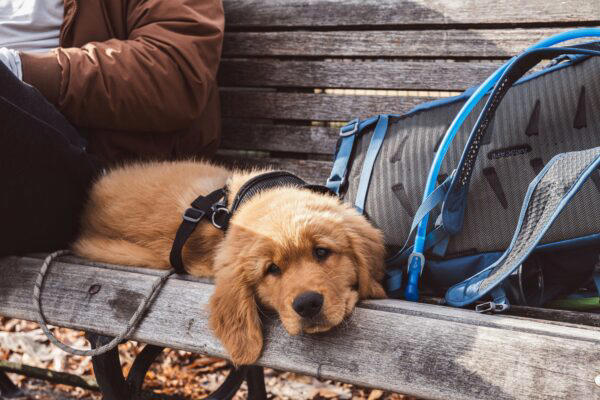 Big Hearts on the Go: Which Loving, Smart Breeds Make the Best Travel ...