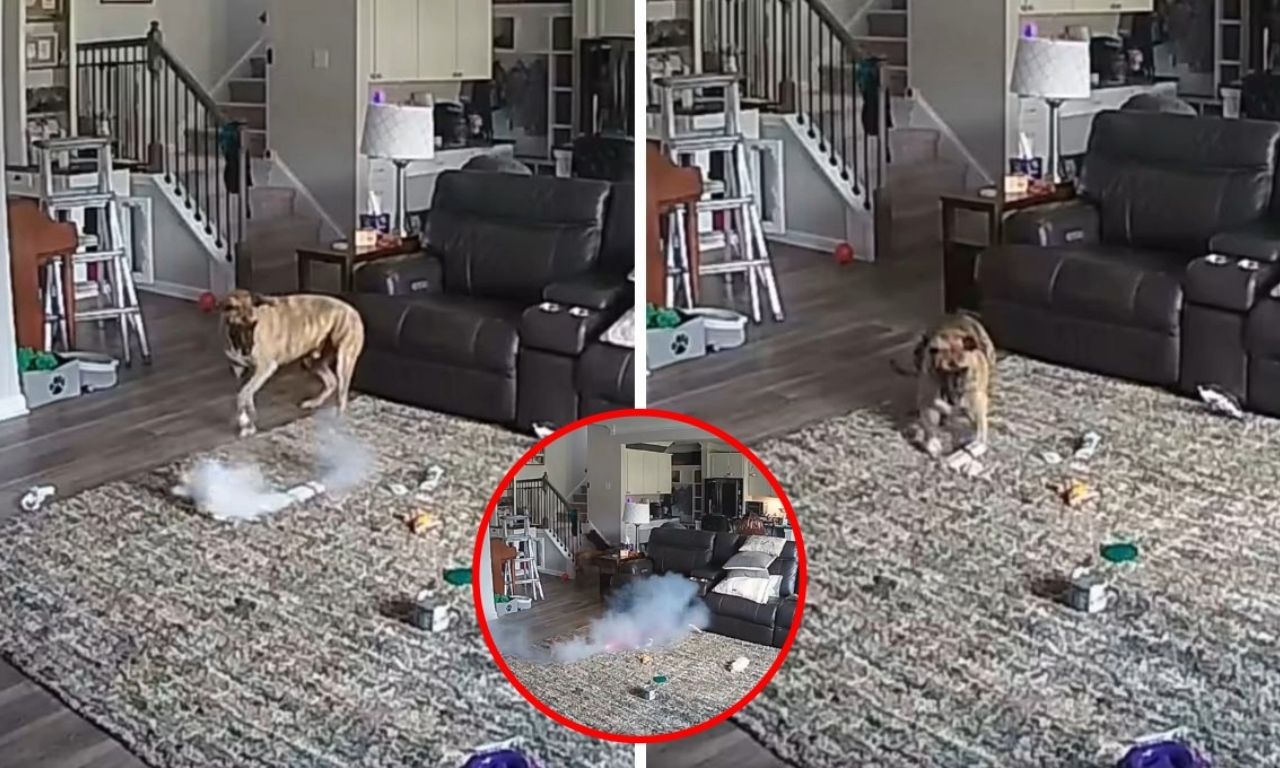 Perrito provoca grave incendio en su casa tras masticar una batería de ...
