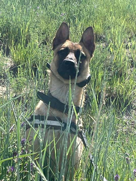 CSPD K9 in critical condition after being stabbed