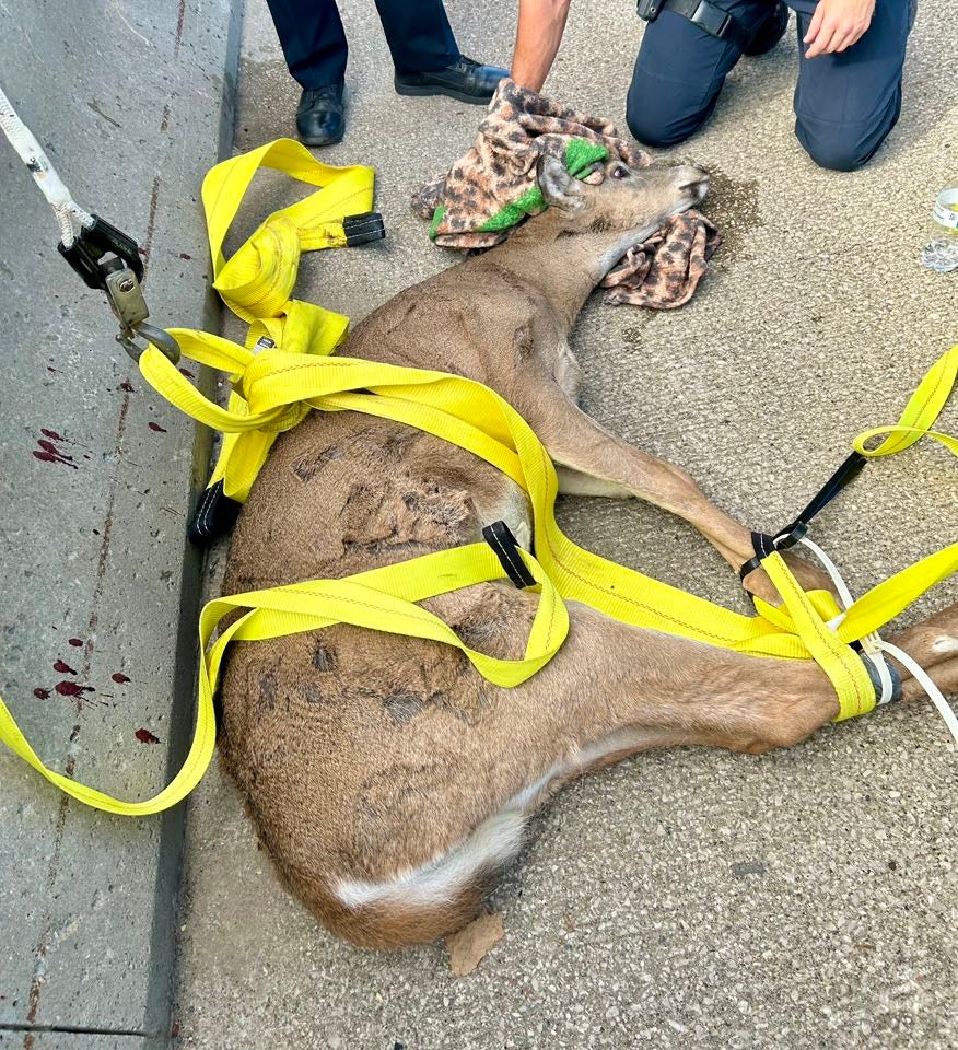 Michigan officials rescue a deer trapped between concrete barriers