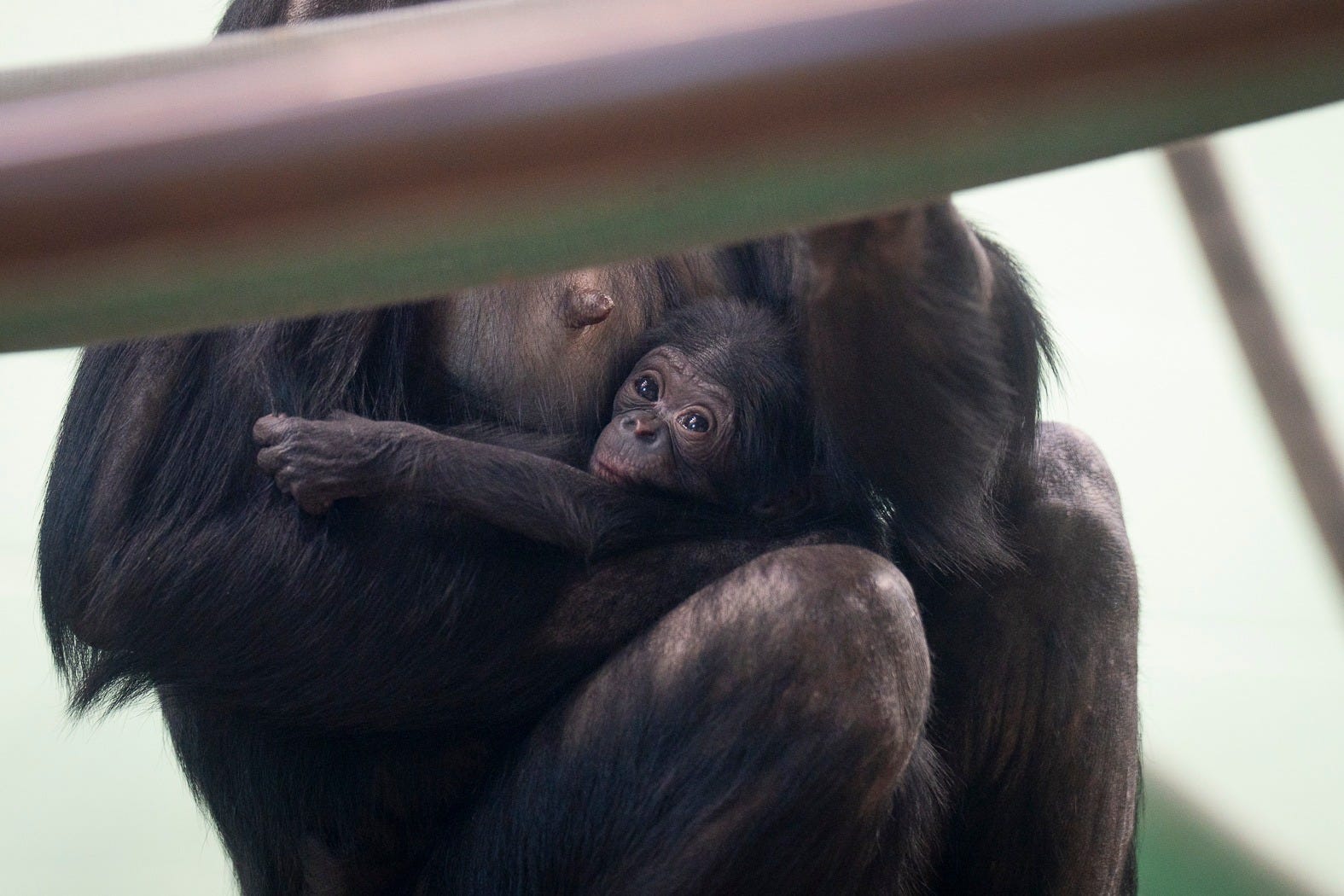 Baby boy bonobo named after former Columbus zoo assistant director Don ...