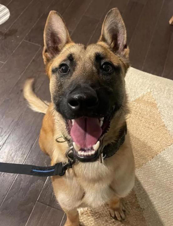 CSPD K9 in critical condition after being stabbed