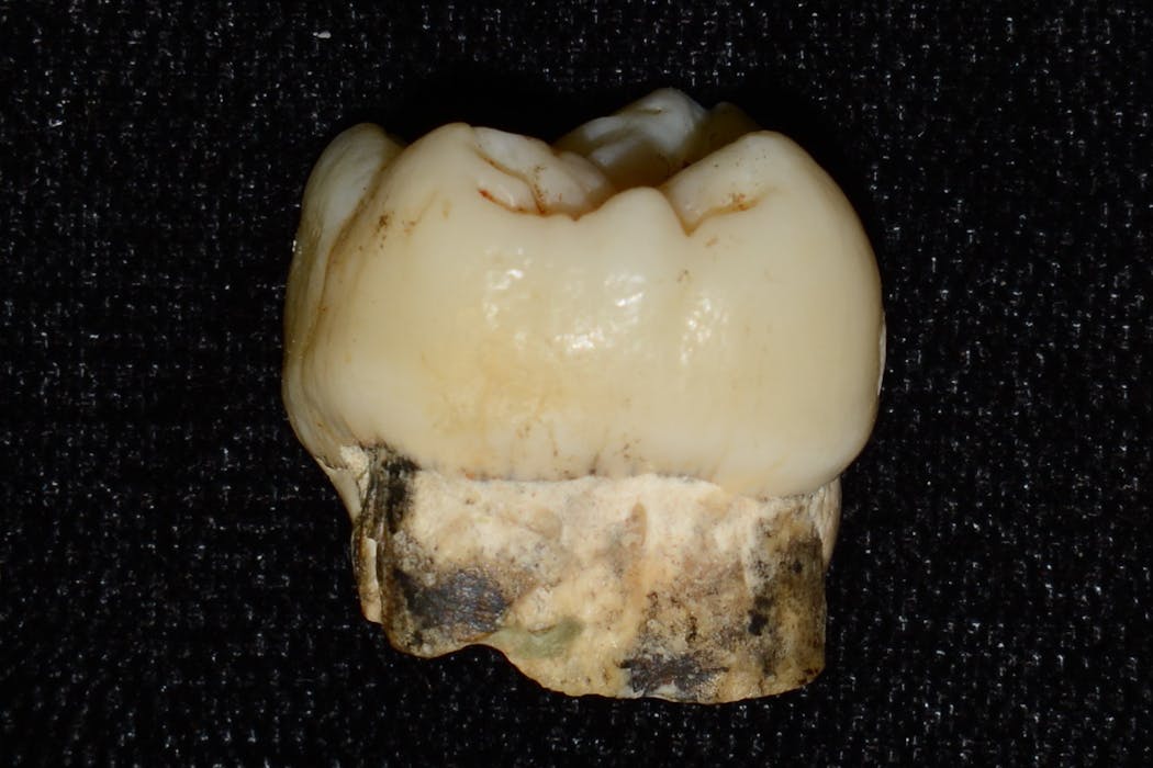 Human ancestors were exposed to lead millions of years ago, and it ...