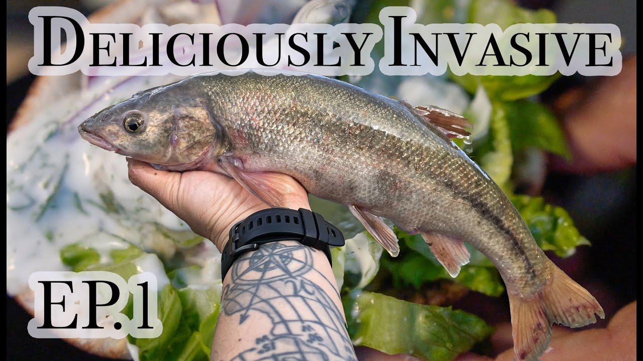 I tried cooking invasive fish for the first time 🍽️