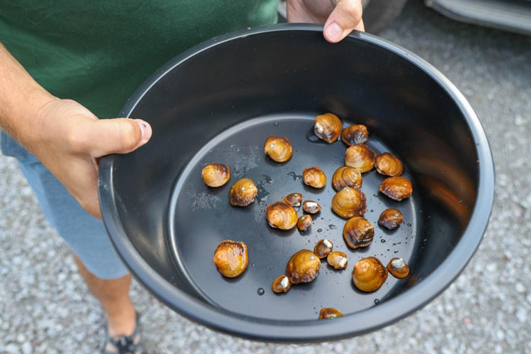 TVA releases 100 rare Appalachian rockshell mussels into East Tennessee ...