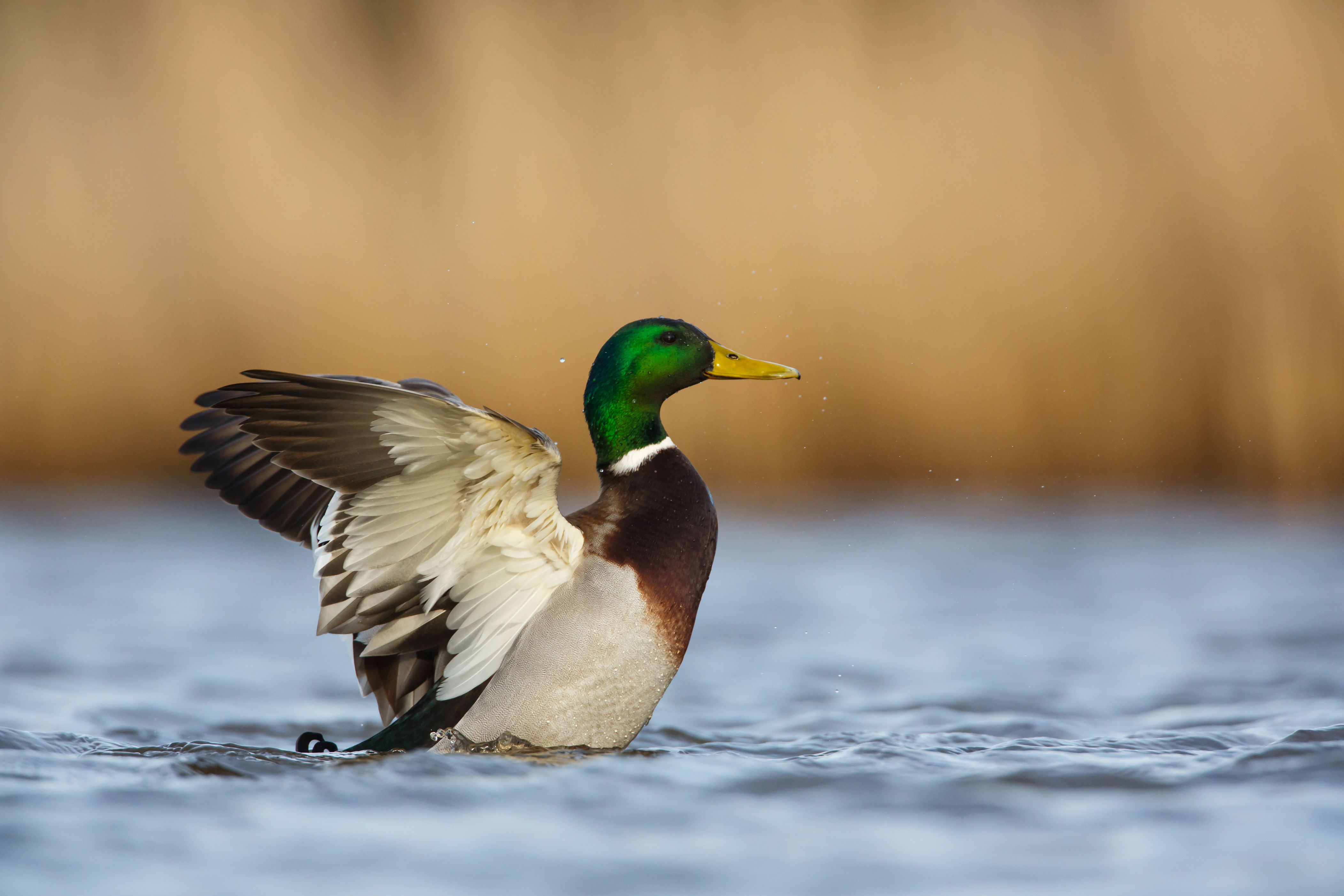 Utah unveils Wildlife Action Plan to protect state's endangered species