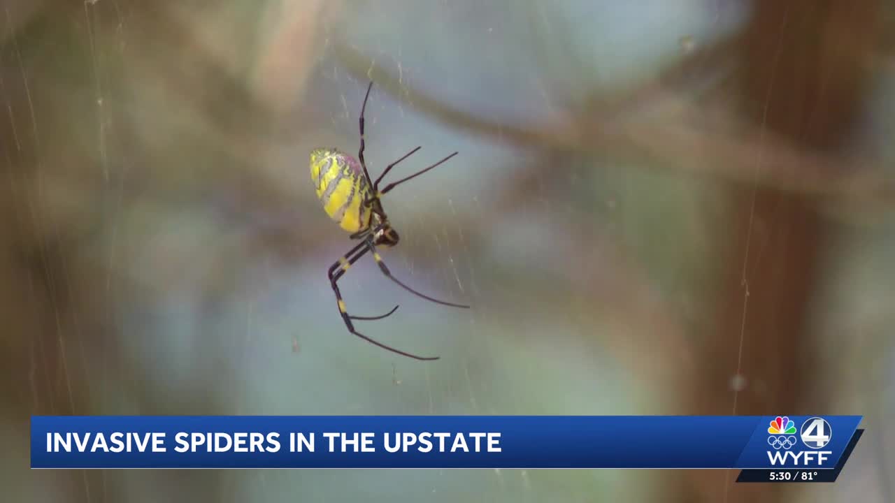 Joro spiders invade the Upstate, impacting native species