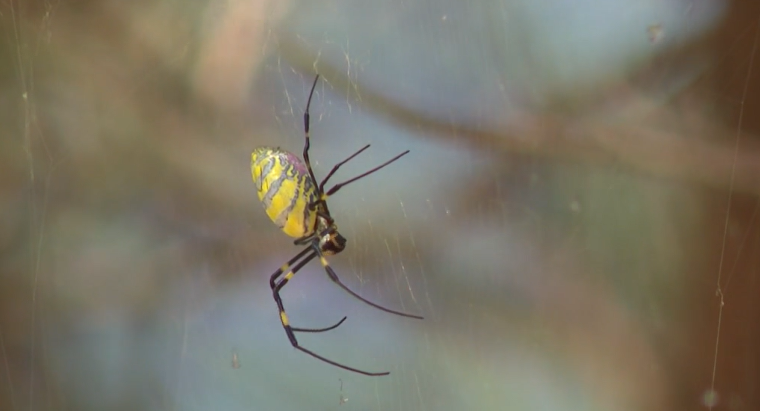 Joro spiders invade Georgia, South Carolina, impacting native species
