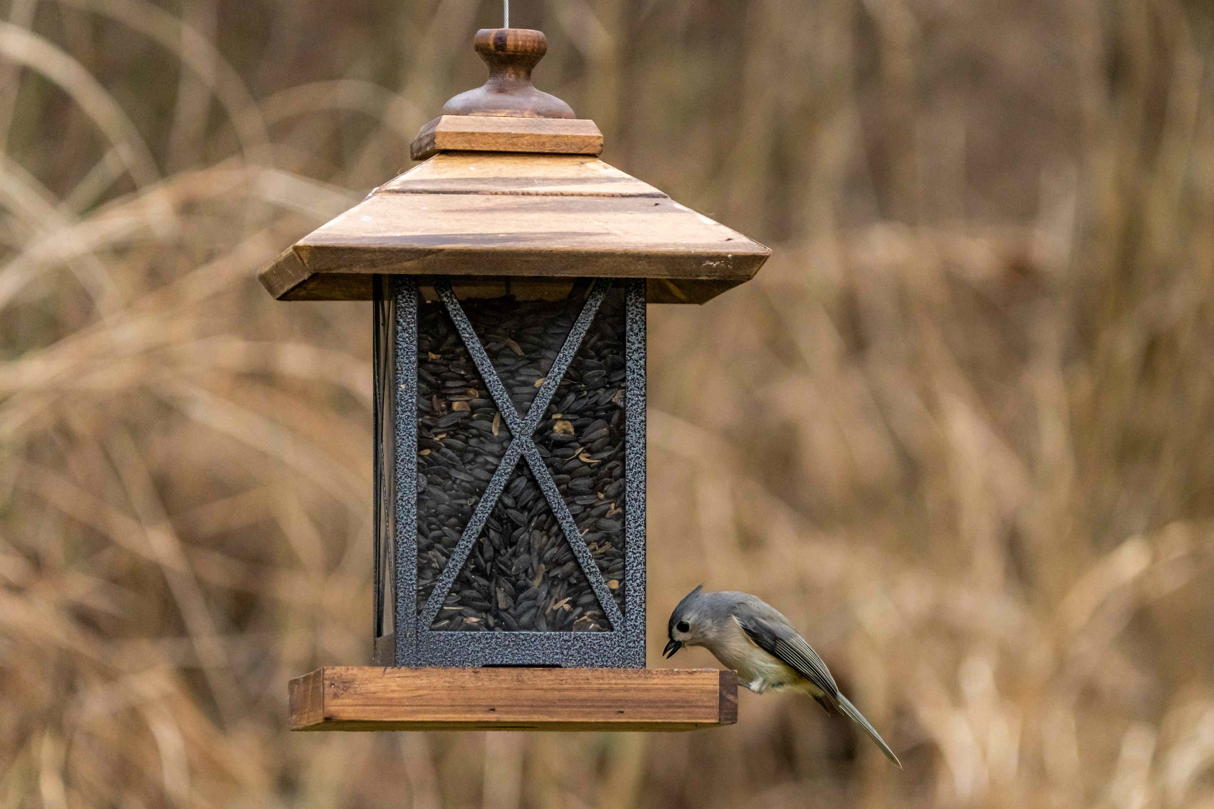 The Best Time To Start Feeding Birds In Fall To Keep Backyard Visitors ...