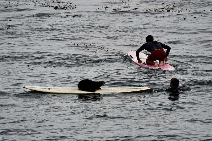 Otter pirates surfer’s board in Santa Cruz, evoking memories of Otter 841