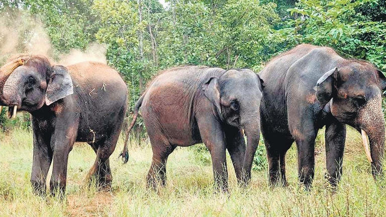 DNA analysis shows healthy elephant landscape in Karnataka, Western Ghats