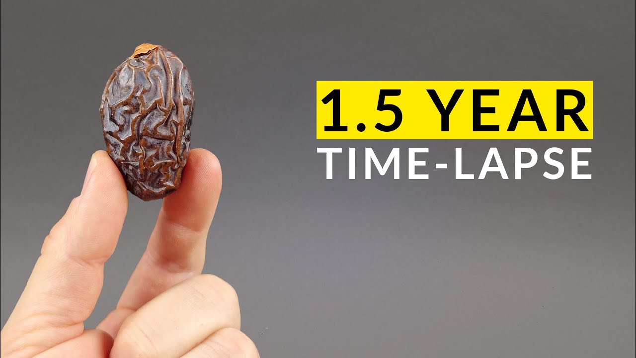 Date Palm Time-lapse | 1.5 YEARS