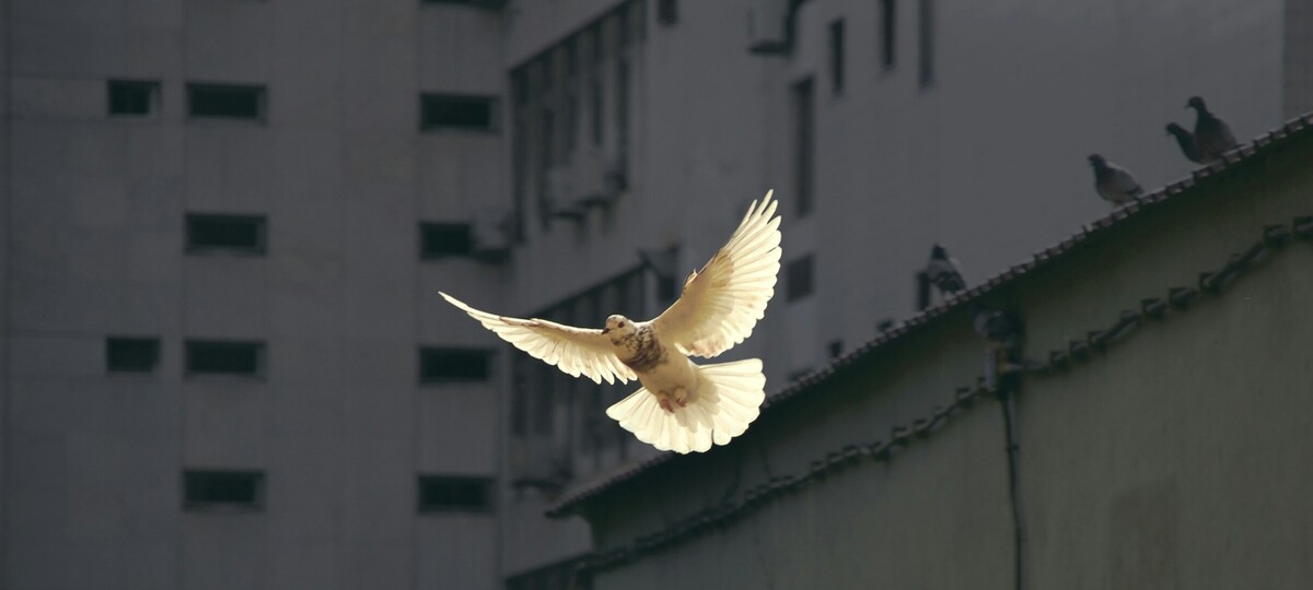 Donald Trump, Peace President