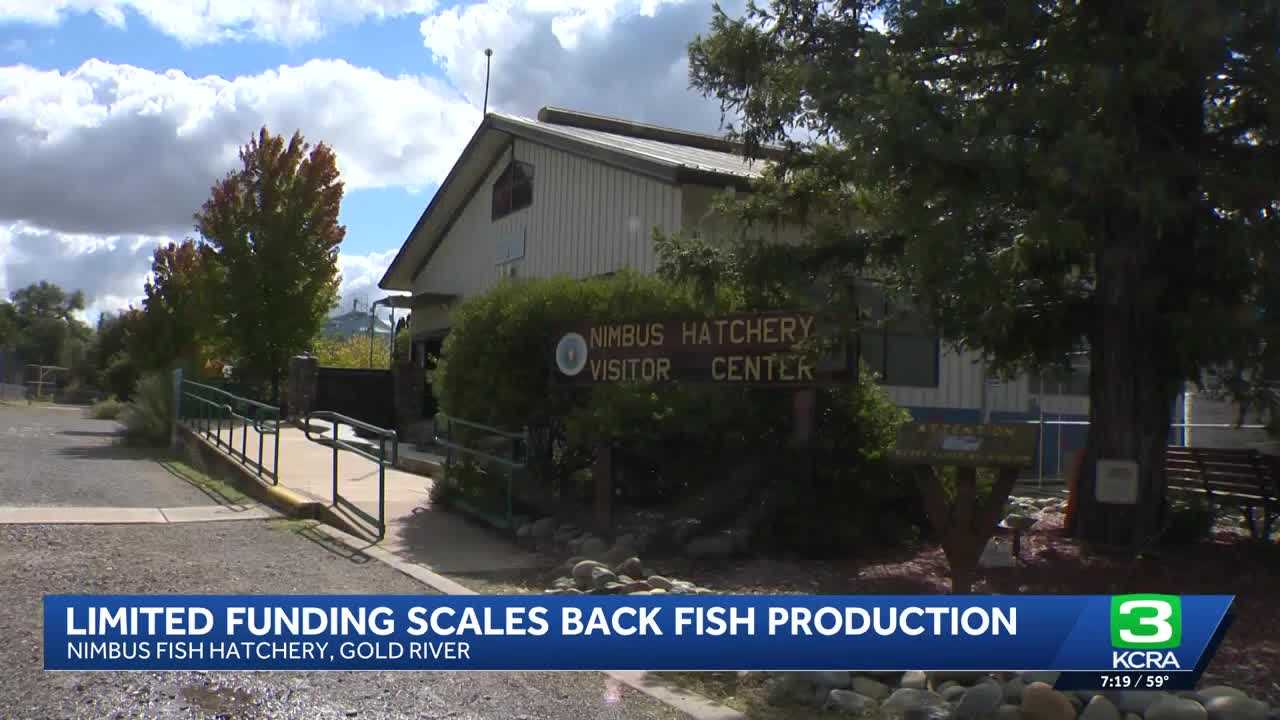 Limited federal funding forces Nimbus Fish Hatchery to reduce salmon ...