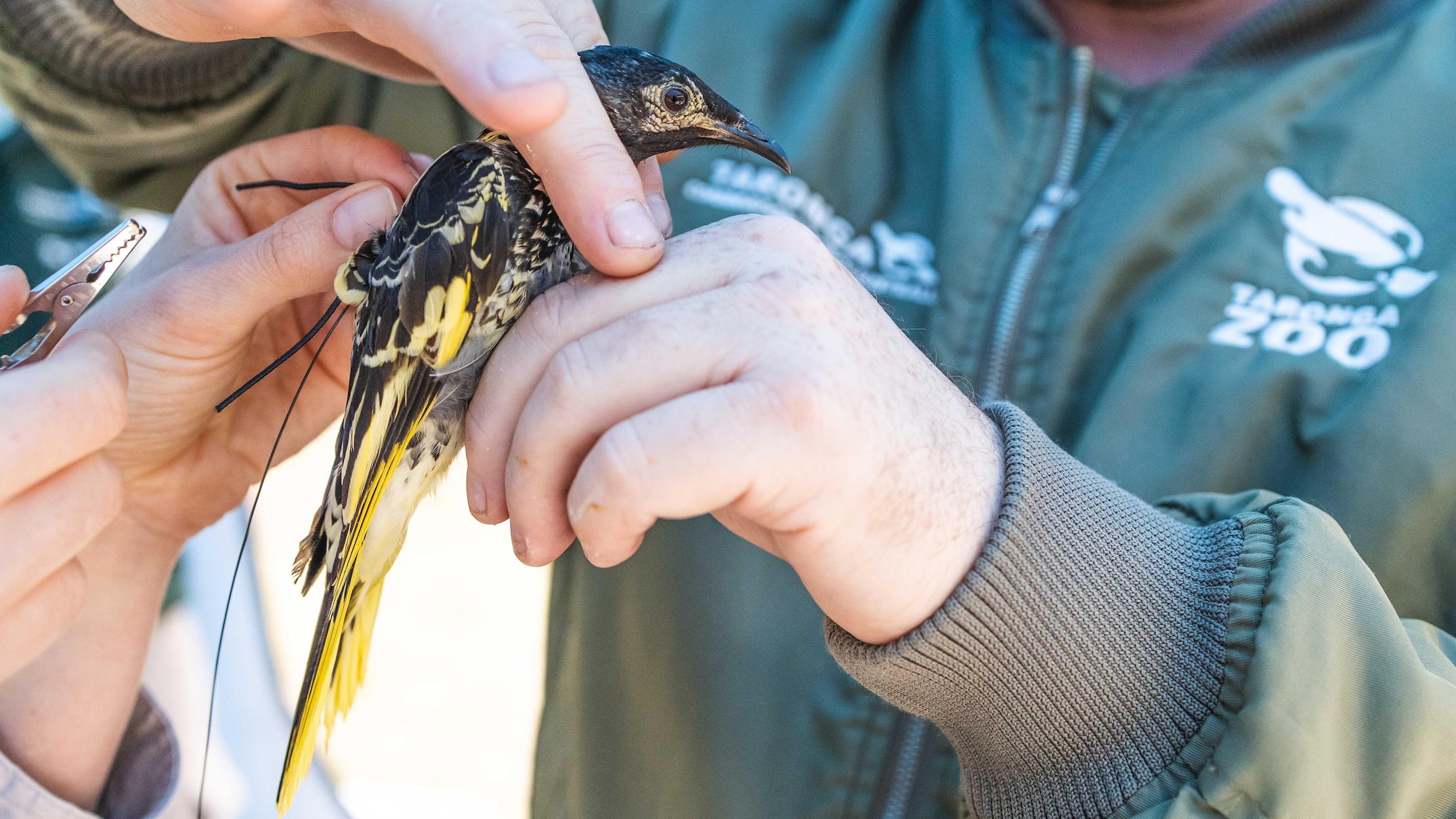 Endangered regent honeyeaters released in Hunter breeding effort