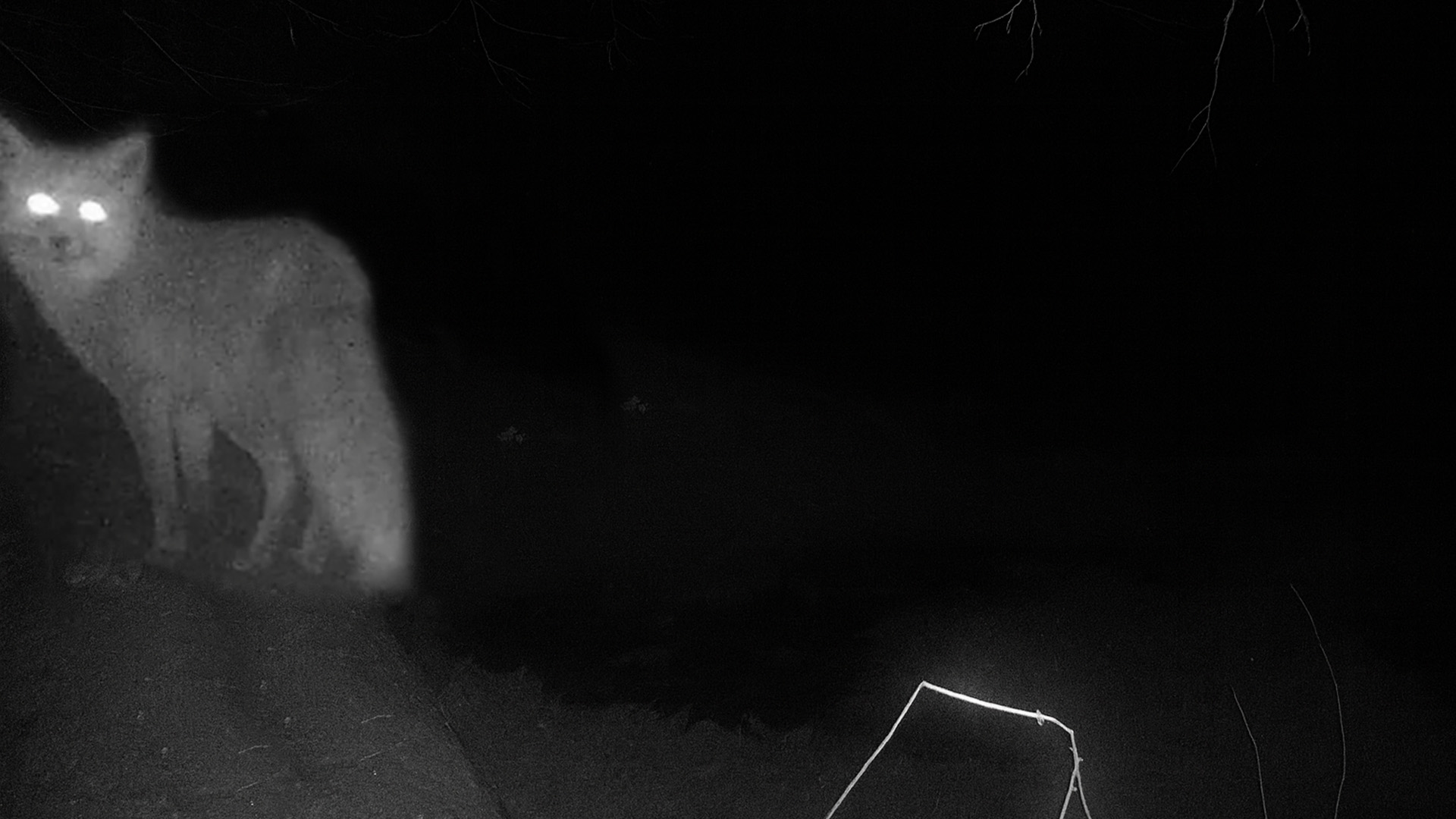 Hidden Camera by the River Shows Natural Scenes of Wild Nature