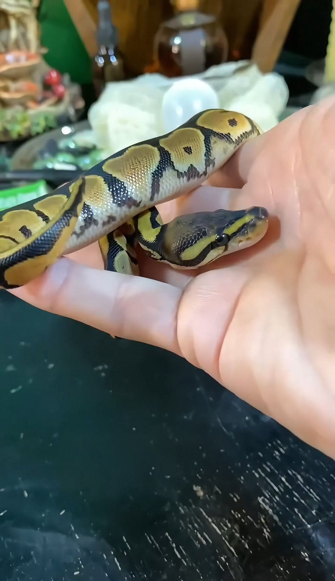 Taming your pet snake!