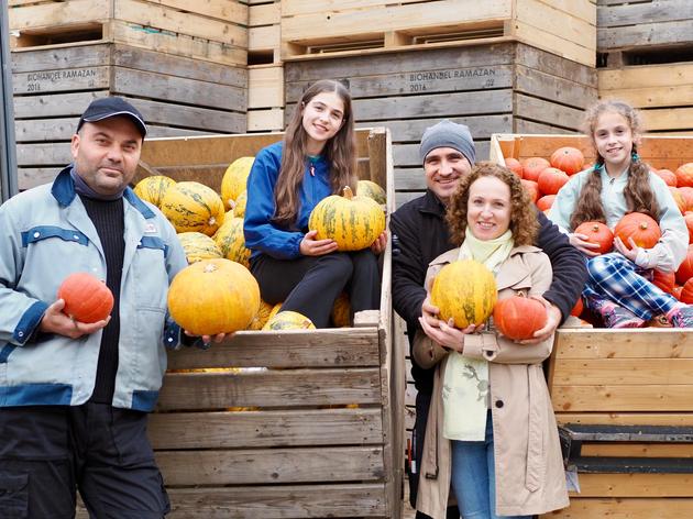 Kürbisernte im Kreis Kassel: Regionale Betriebe setzen auf Vielfalt