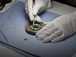 Museum staff describe 'magical' moment hoard's silver colour was revealed