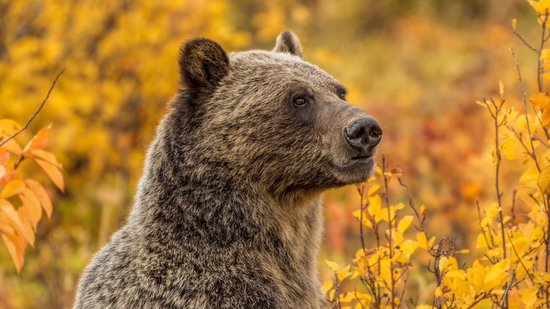 How does the natural world prepare for fall?