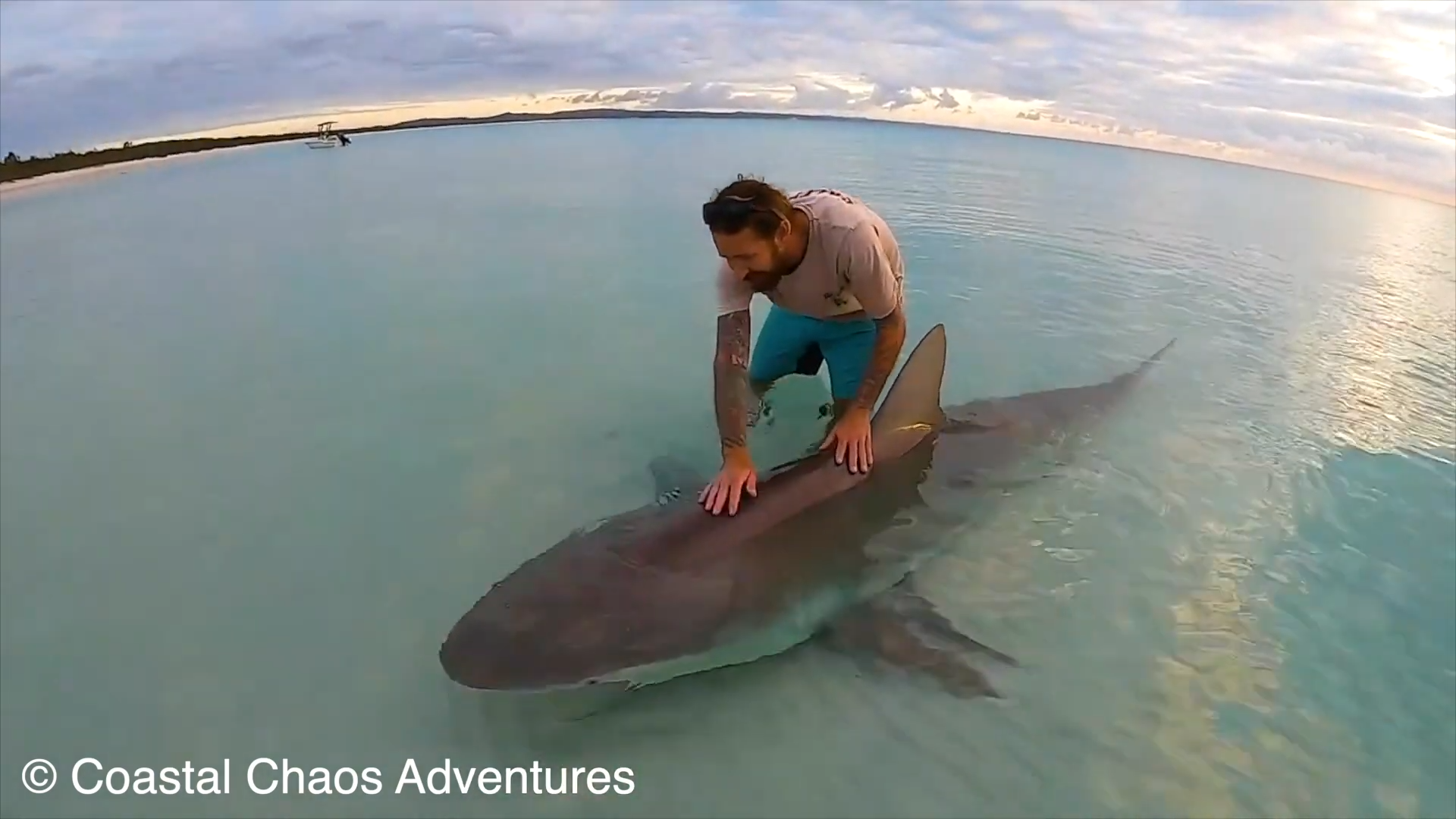 Man pets a wild shark