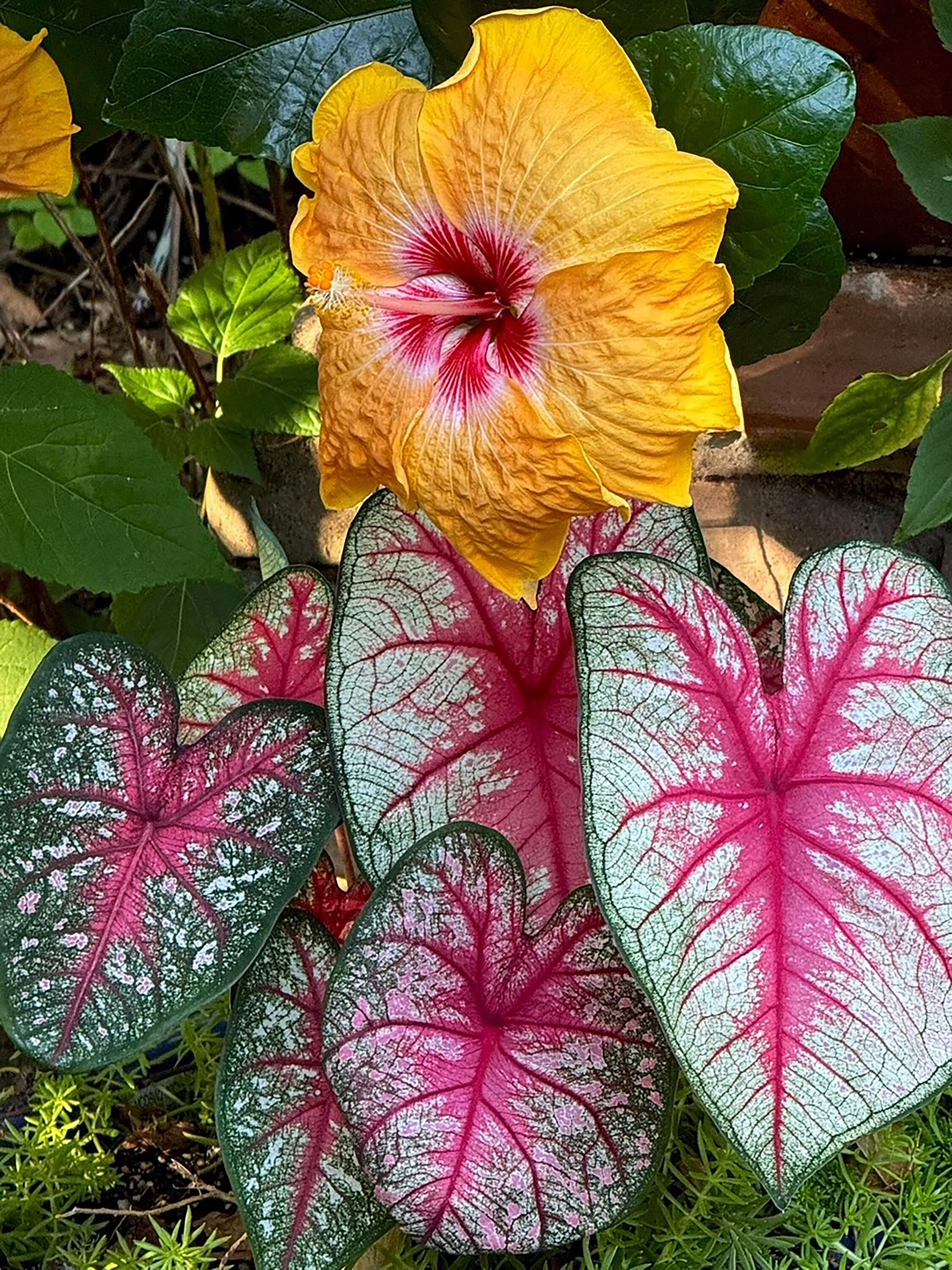 On Gardening: A 'Heart' for a river of caladiums