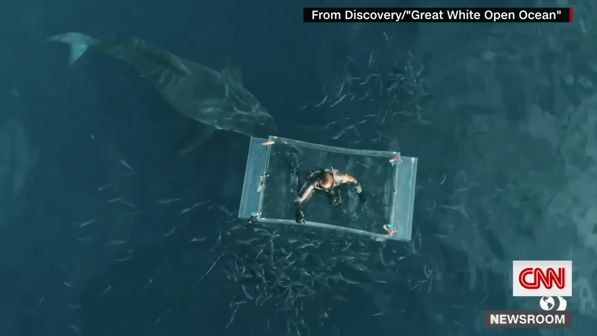 Shark scientist reacts to White shark attacking a kayak