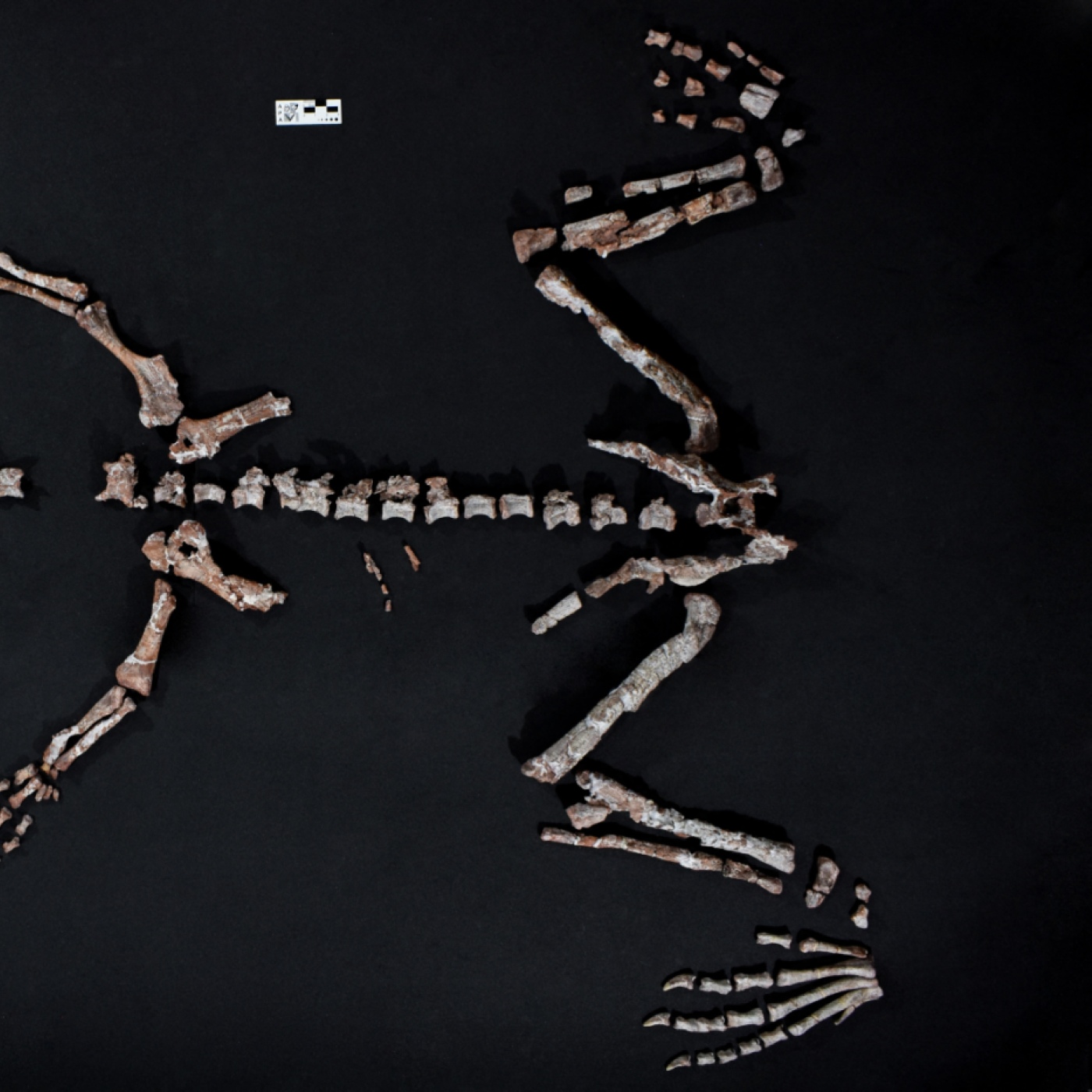 Unbekannte Saurier-Art in den Anden entdeckt