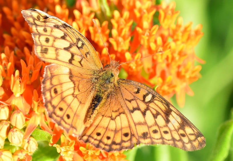 Red-Tail conservancy: Indiana’s quest for a new state flower