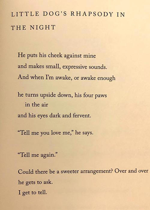 'Absolutely gutted' A devastated Amy Huberman reveals her dog Phoebe ...