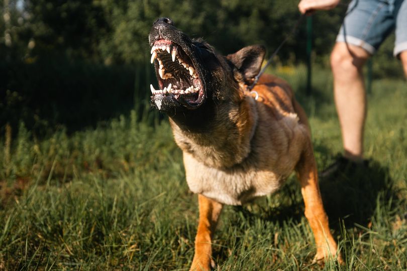 Dog behaviourist says these breeds are most unpredictable with aggression