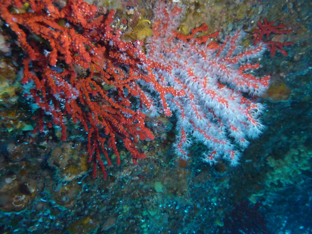 EXCLUSIVE: Chanel Extends Red Coral Research Partnership With Monaco ...