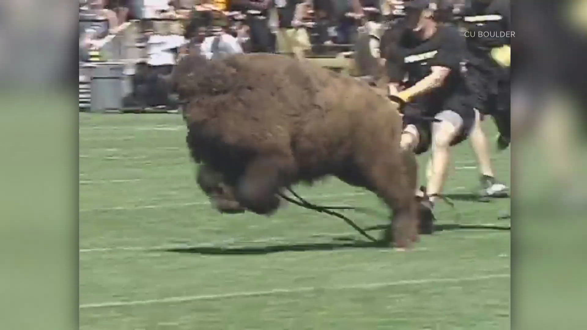 Happy Birthday to Boulder legend Ralphie V!
