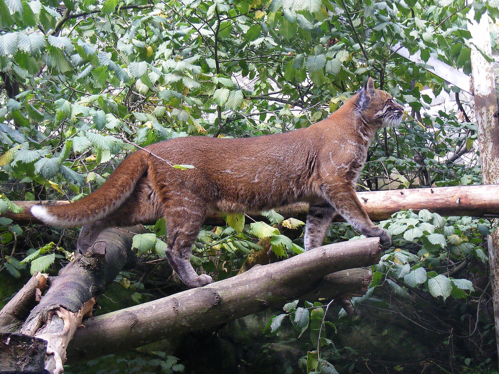 🐆 The Asian golden cat: a feline with astonishing colors